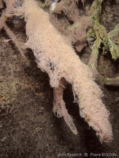 Planktothrix rubescens | DORIS