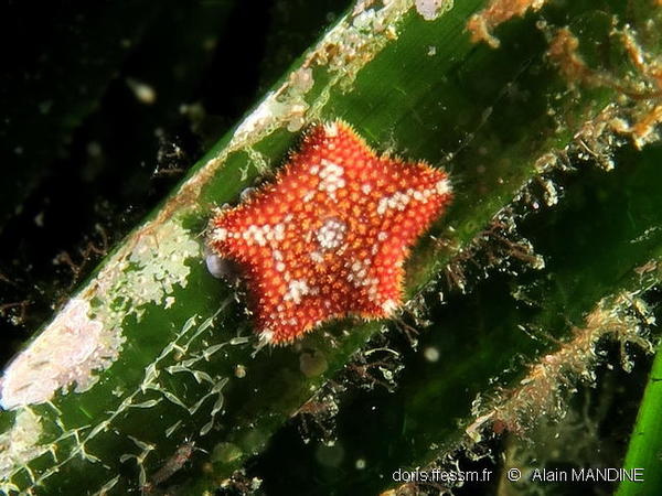 Asterina pancerii | DORIS