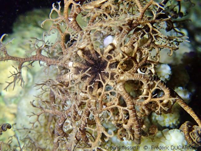Astrocladus goodingi | DORIS