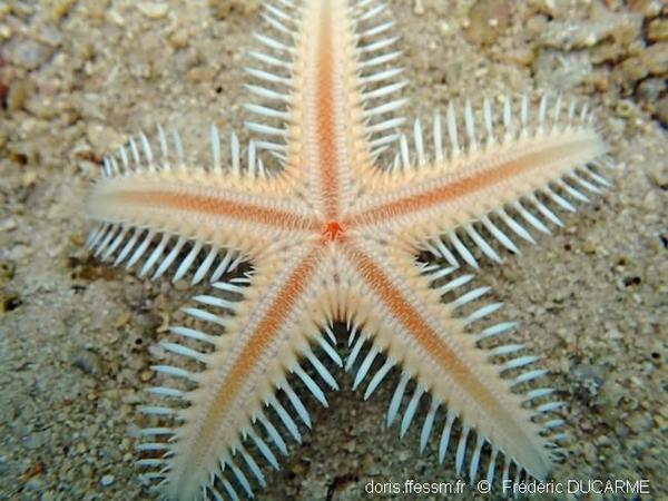Astropecten polyacanthus | DORIS