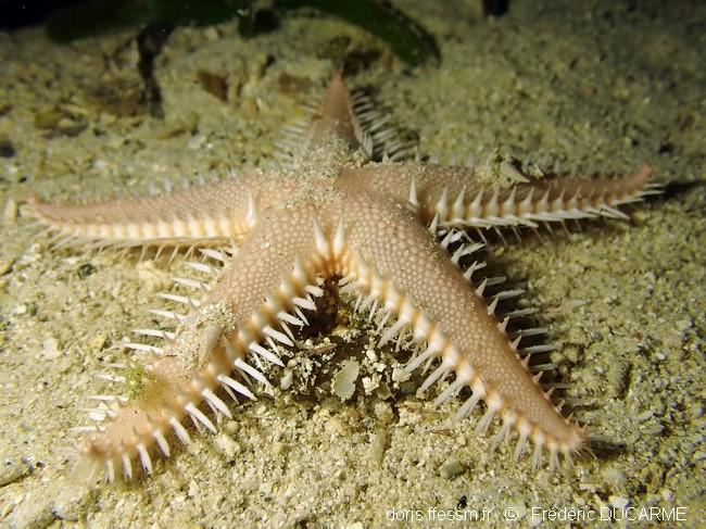 Astropecten polyacanthus | DORIS