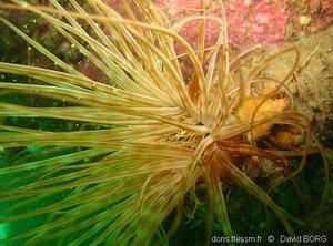 Cerianthus membranaceus | DORIS