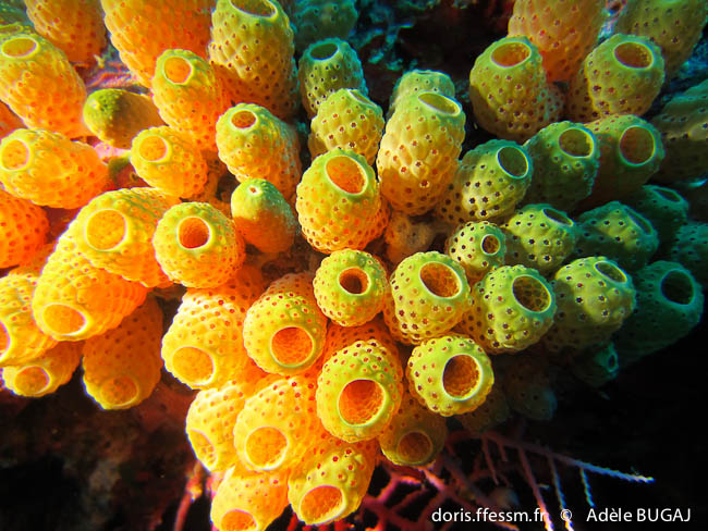 Atriolum marinense | DORIS