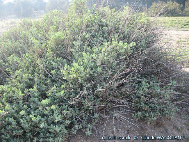 Atriplex halimus | DORIS