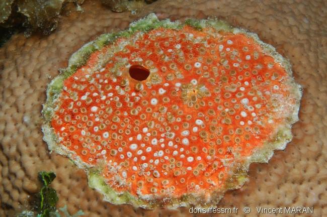 Cliothosa delitrix | DORIS