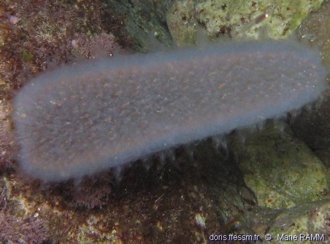 Pyrosoma atlanticum | DORIS