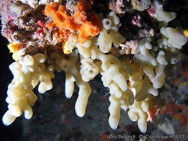 Oscarella viridis | DORIS