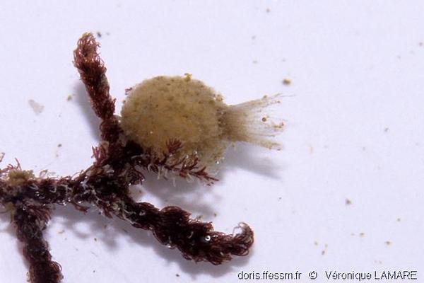 Sycon raphanus | DORIS