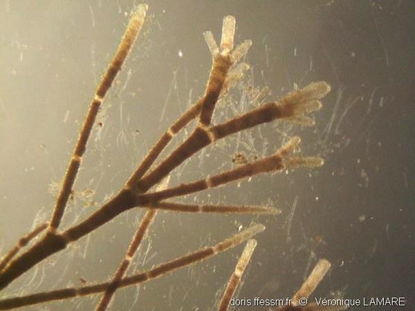 Jania virgata | DORIS