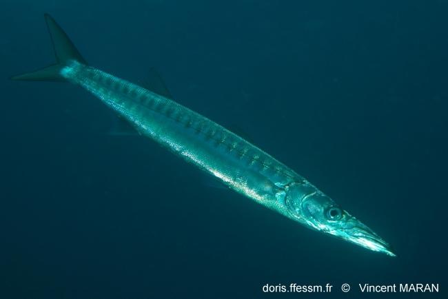 Sphyraena viridensis | DORIS