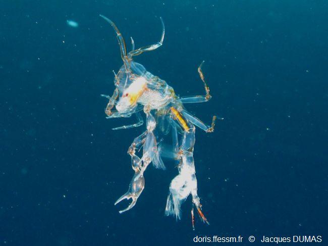 Phronima sedentaria | DORIS