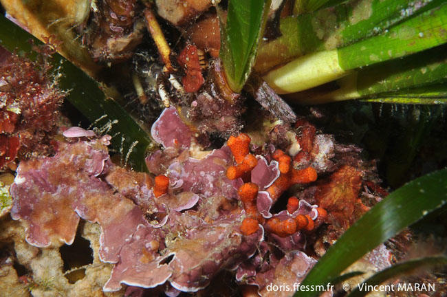 Mesophyllum expansum | DORIS