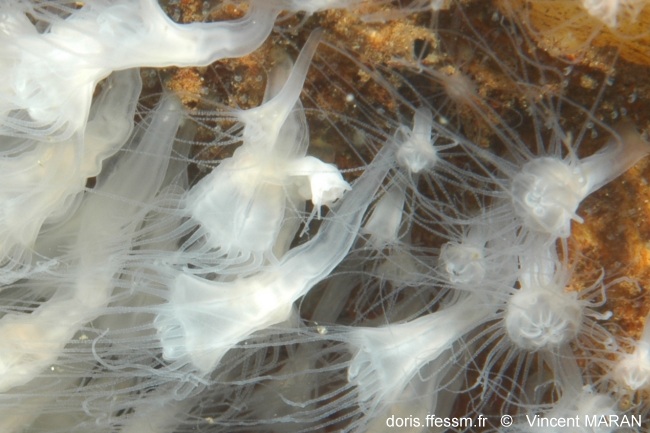 Aurelia spp. | DORIS