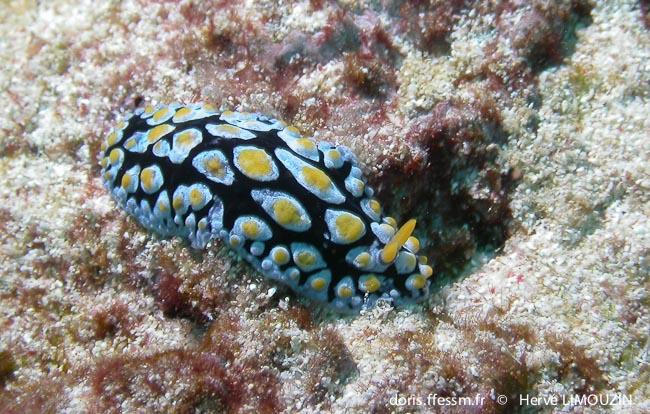 Phyllidia picta | DORIS