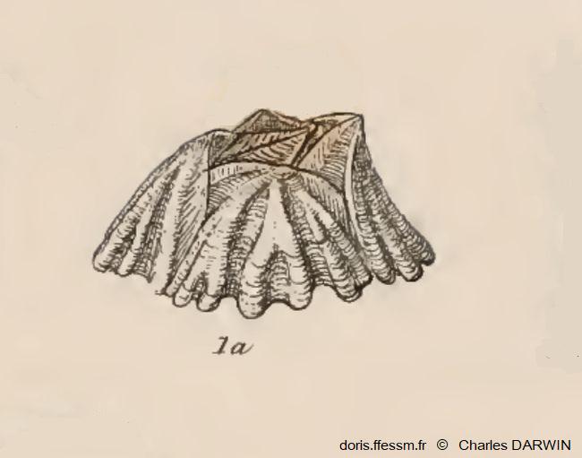 Austrominius modestus | DORIS