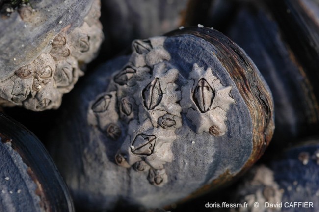 Austrominius modestus | DORIS