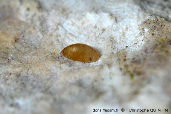 Austrominius modestus | DORIS