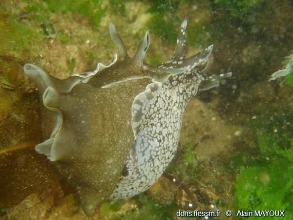 Aplysia depilans | DORIS