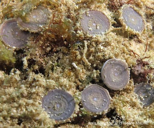 Marginopora vertebralis | DORIS