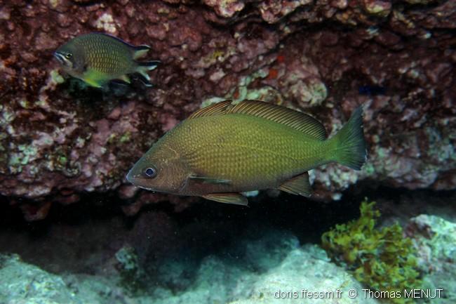 Umbrina canariensis | DORIS