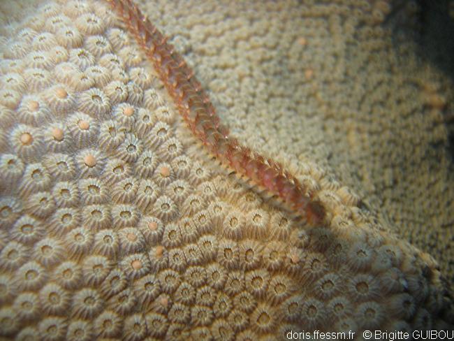 Montastraea cavernosa | DORIS