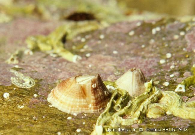 Balanus trigonus | DORIS