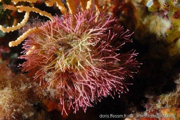 Amphiroa cryptarthrodia | DORIS