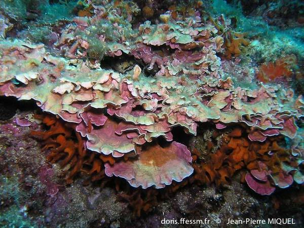 Mesophyllum expansum | DORIS