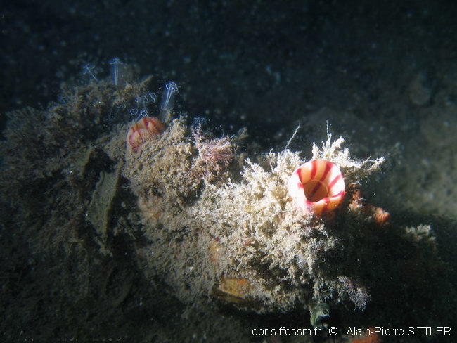 Microcosmus sabatieri | DORIS