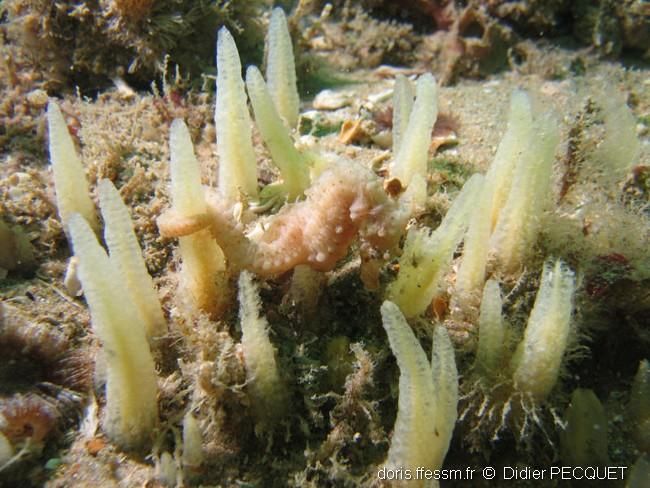 Ciocalypta penicillus | DORIS