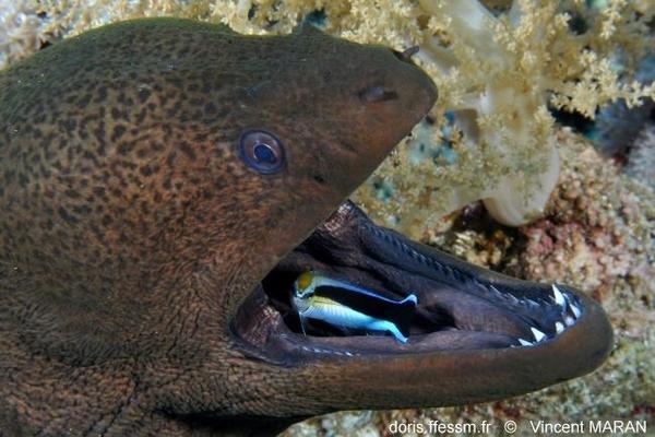 Labroides dimidiatus | DORIS