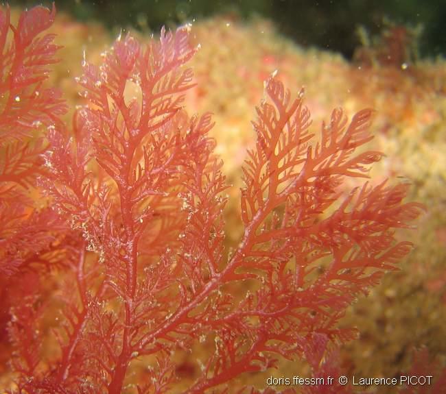 Plocamium cartilagineum | DORIS