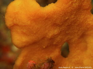 Axinella sp.Med1 | DORIS