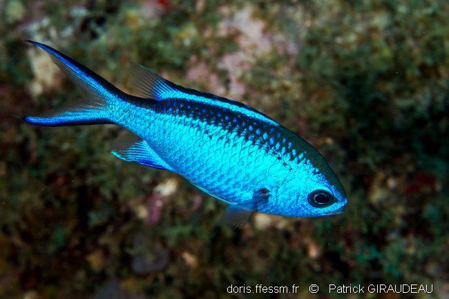 Azurina cyanea | DORIS