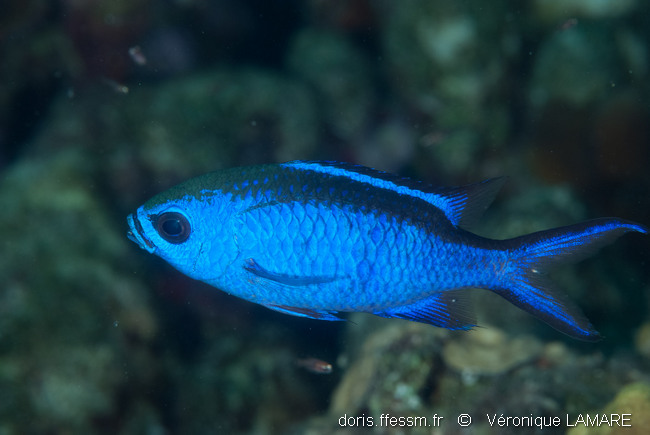 Azurina cyanea | DORIS