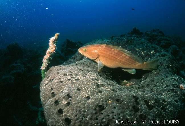 Epinephelus costae | DORIS
