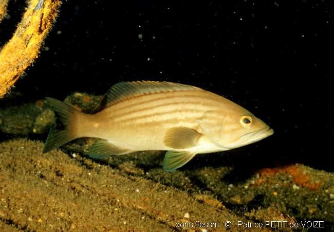 Epinephelus costae | DORIS