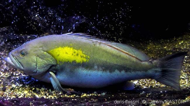 Epinephelus costae | DORIS