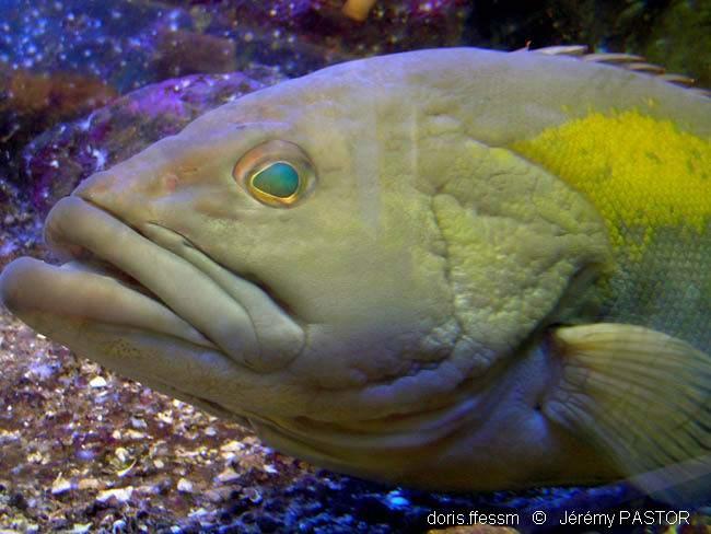 Epinephelus costae | DORIS