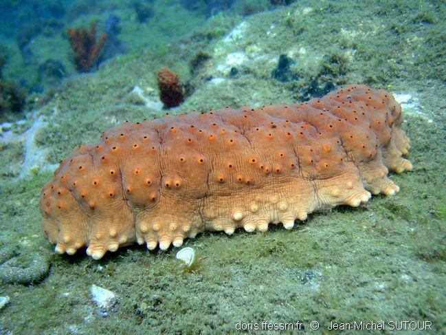 Isostichopus badionotus | DORIS
