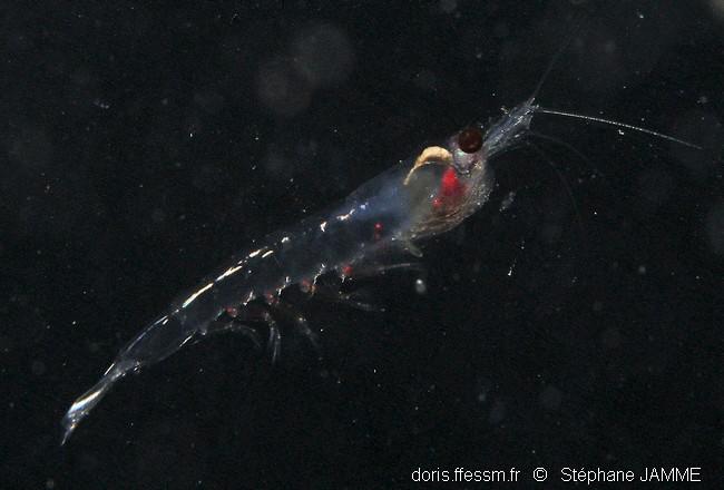Meganyctiphanes norvegica | DORIS