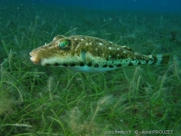 Sphoeroides spengleri | DORIS