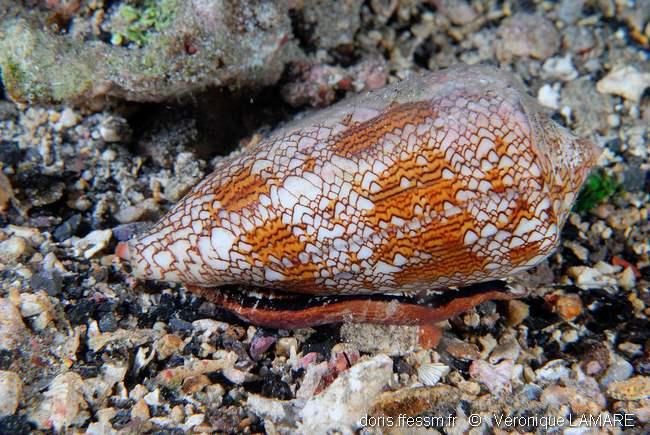 Conus textile | DORIS