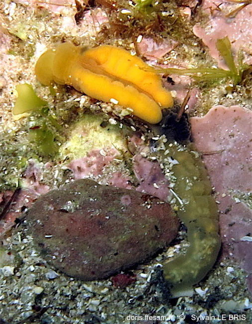 Balanoglossus clavigerus | DORIS