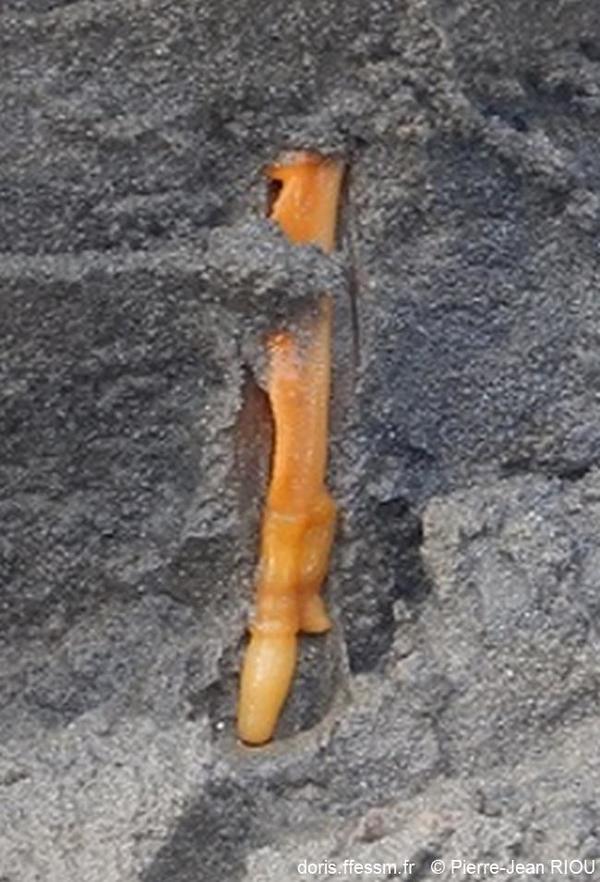 Balanoglossus clavigerus | DORIS