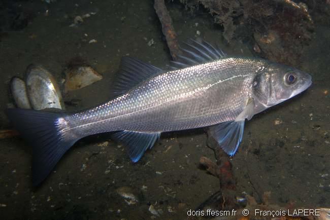 Dicentrarchus labrax | DORIS