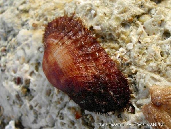 Barbatia barbata | DORIS