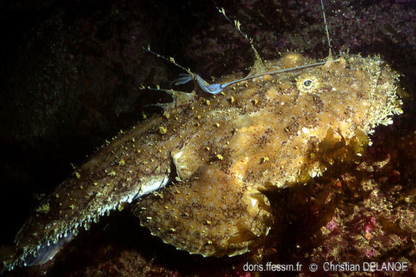Lophius piscatorius | DORIS