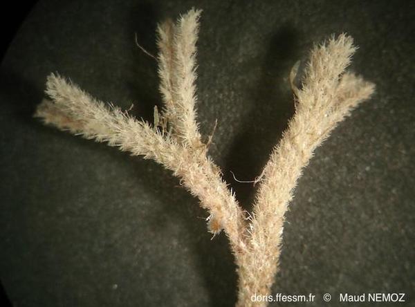 Beania cylindrica | DORIS