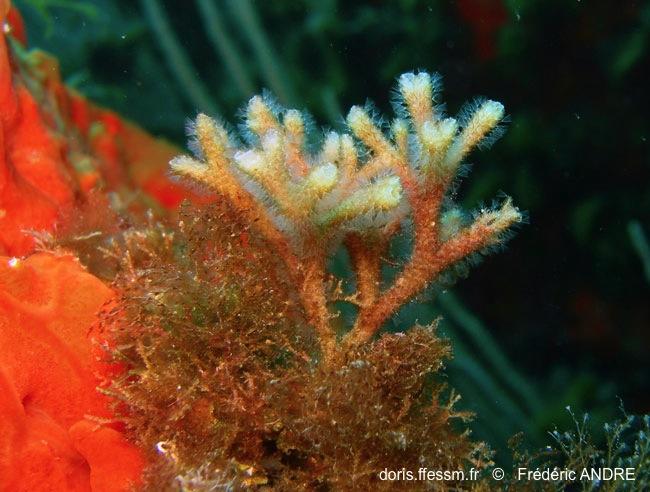 Beania cylindrica | DORIS